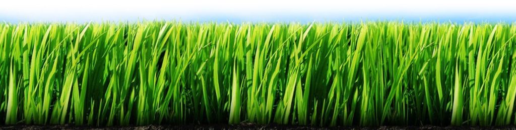 Enduro Dwarf Tall Fescue Greenfields Turf Inc Specialized Sod And Lawn Grower In The