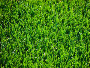 Greenfields Turf, Inc. – specialized sod and lawn grower in the Salinas ...